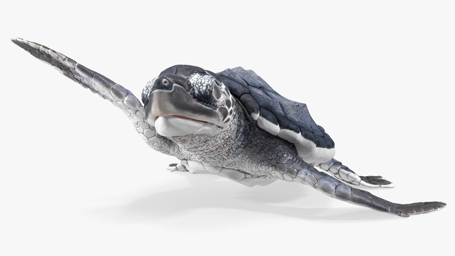 Baby Black Sea Turtle Runs To The Sea Model - TurboSquid 2202988