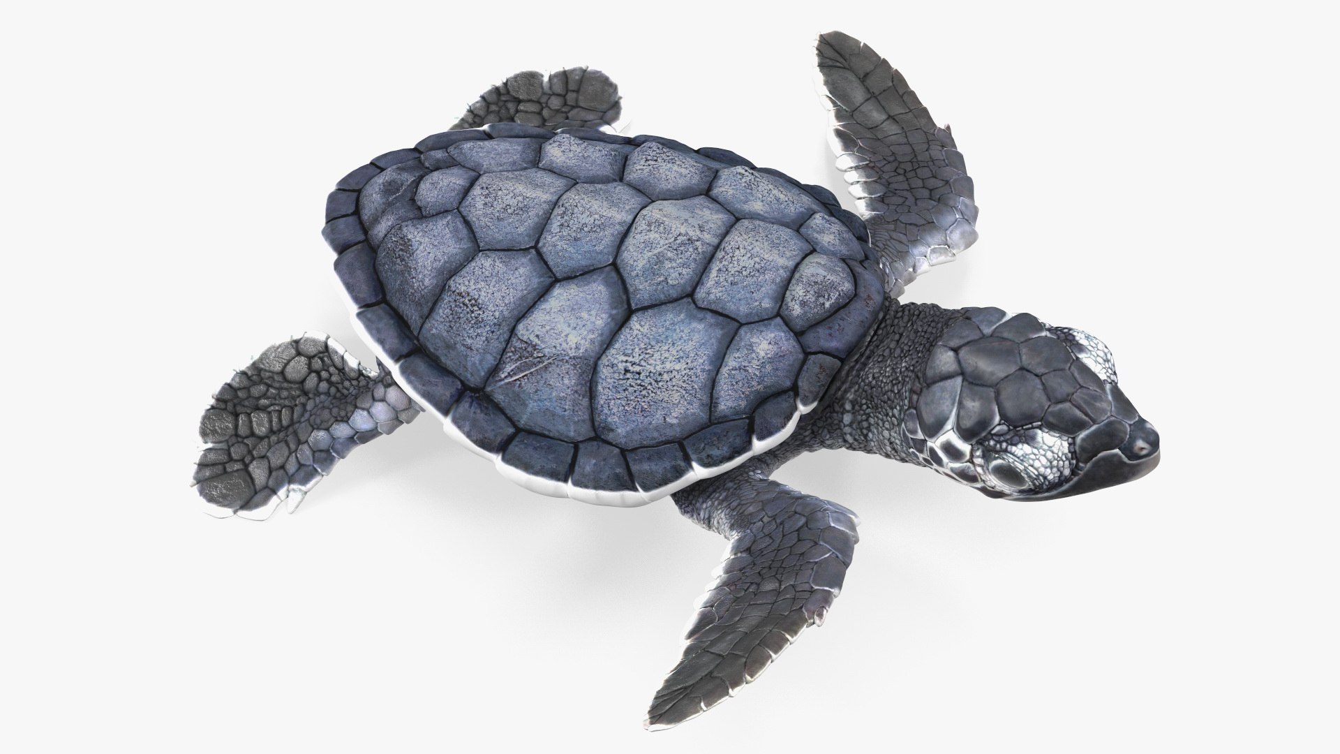Baby Black Sea Turtle Runs To The Sea Model - TurboSquid 2202988