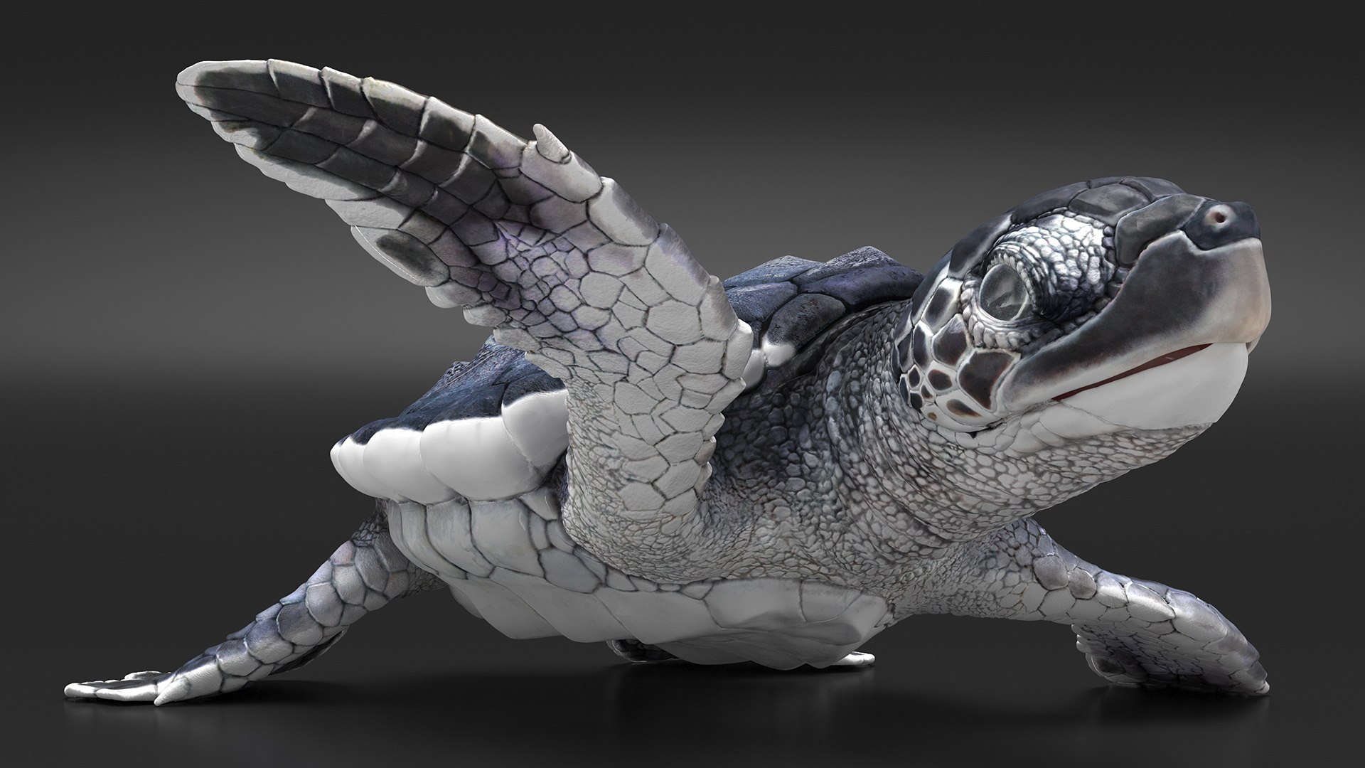 Baby Black Sea Turtle Runs To The Sea Model - TurboSquid 2202988