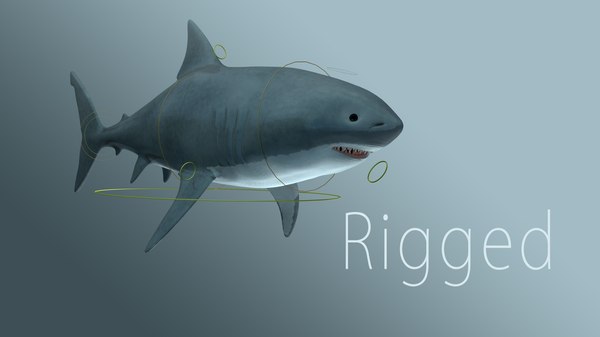 Hai 3D-Modell - TurboSquid 890787