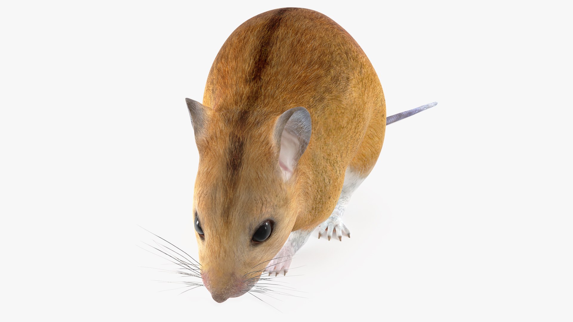 False Mouse Sniffing Pose 3D - TurboSquid 2196903