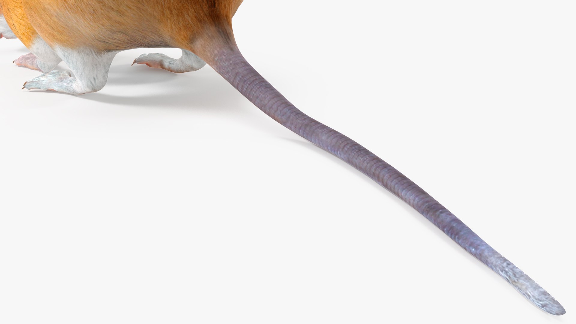 False Mouse Sniffing Pose 3D - TurboSquid 2196903