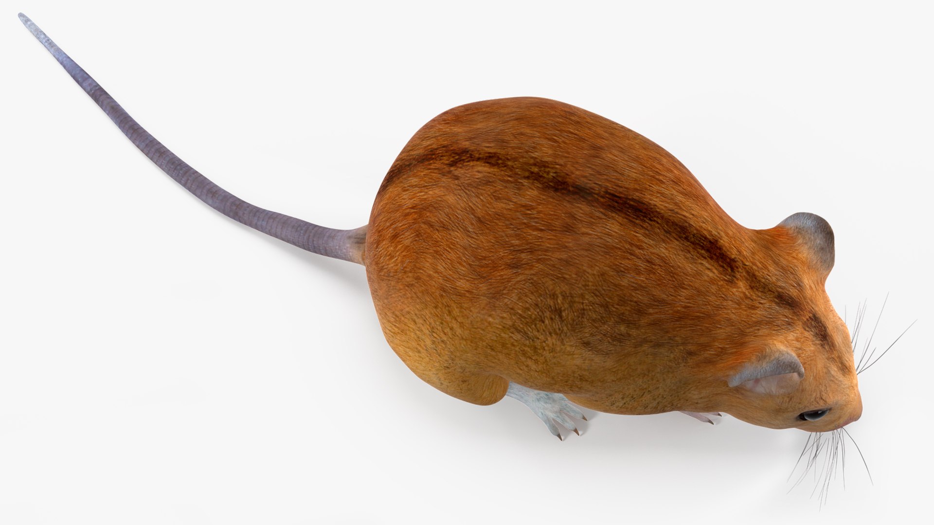 False Mouse Sniffing Pose 3D - TurboSquid 2196903