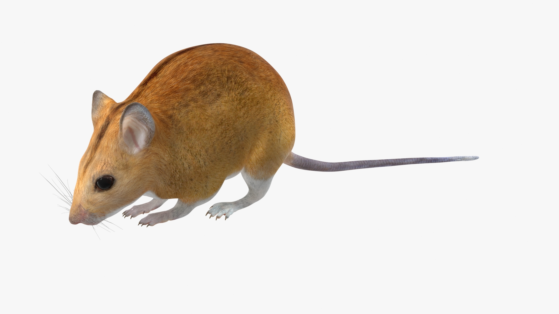False Mouse Sniffing Pose 3D - TurboSquid 2196903