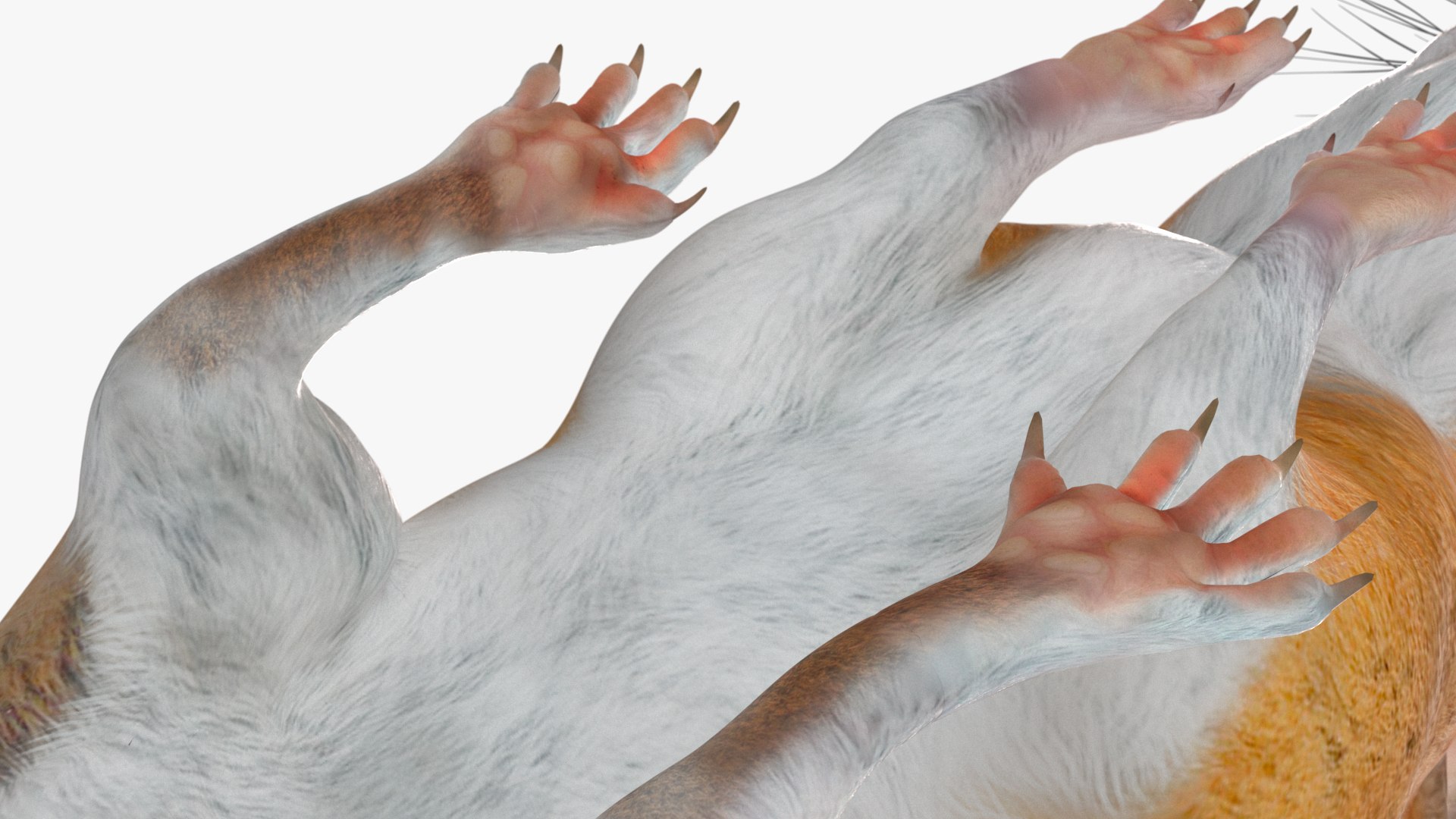 False Mouse Sniffing Pose 3D - TurboSquid 2196903