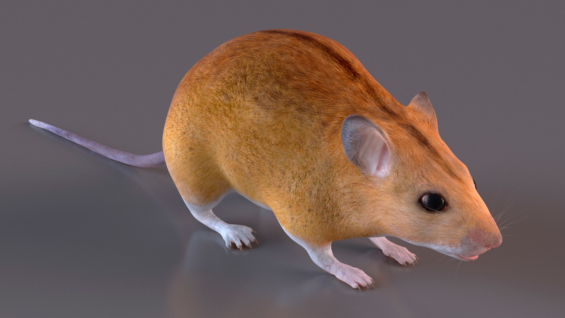 False Mouse Sniffing Pose 3D - TurboSquid 2196903