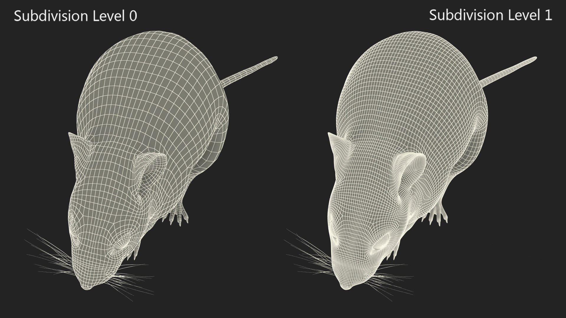 False Mouse Sniffing Pose 3D - TurboSquid 2196903