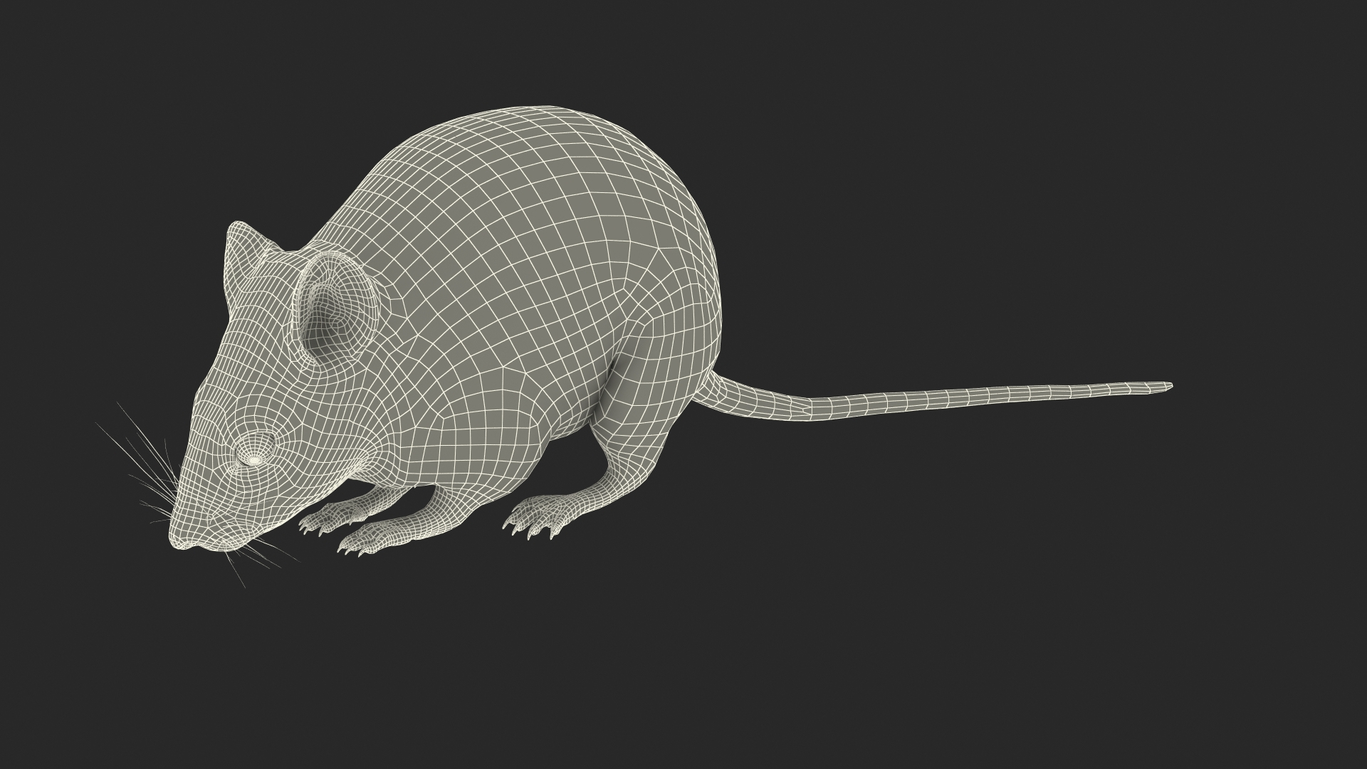 False Mouse Sniffing Pose 3D - TurboSquid 2196903