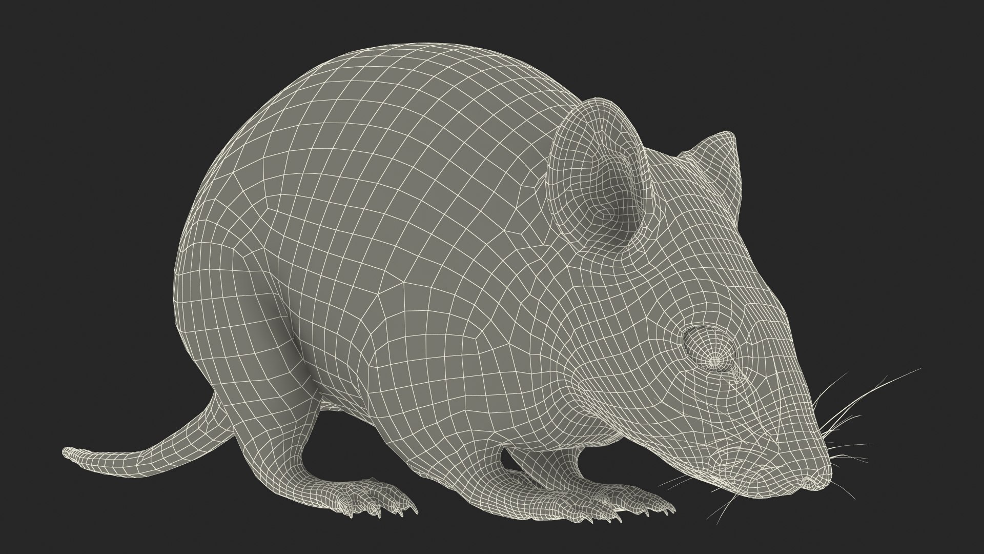 False Mouse Sniffing Pose 3D - TurboSquid 2196903