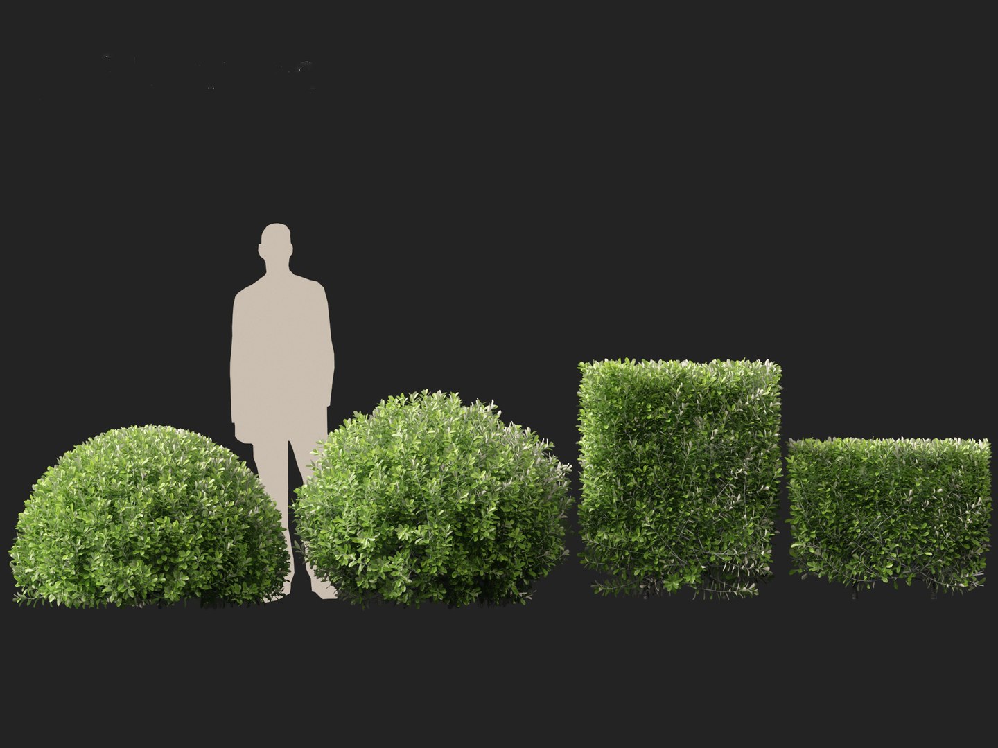 3D Model Pittosporum Crassifolium - Karo Tree - TurboSquid 2178966