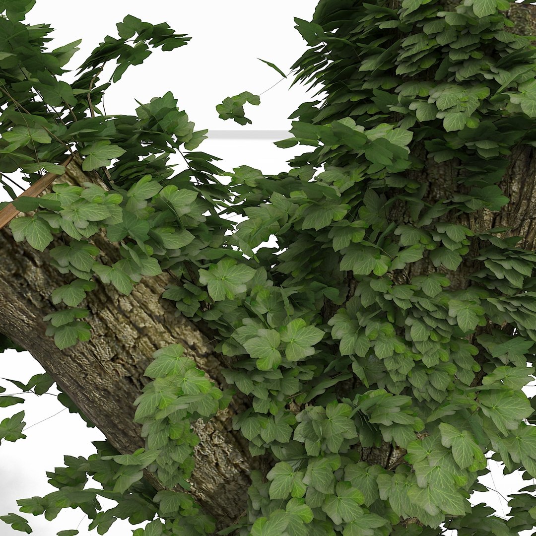 3d Wood Climb Model