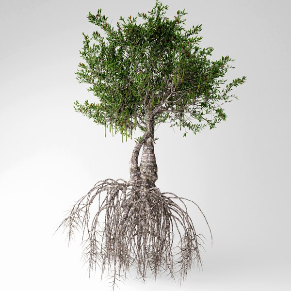 Mangrove 3D Models for Download | TurboSquid