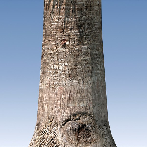 palm tree 3d model