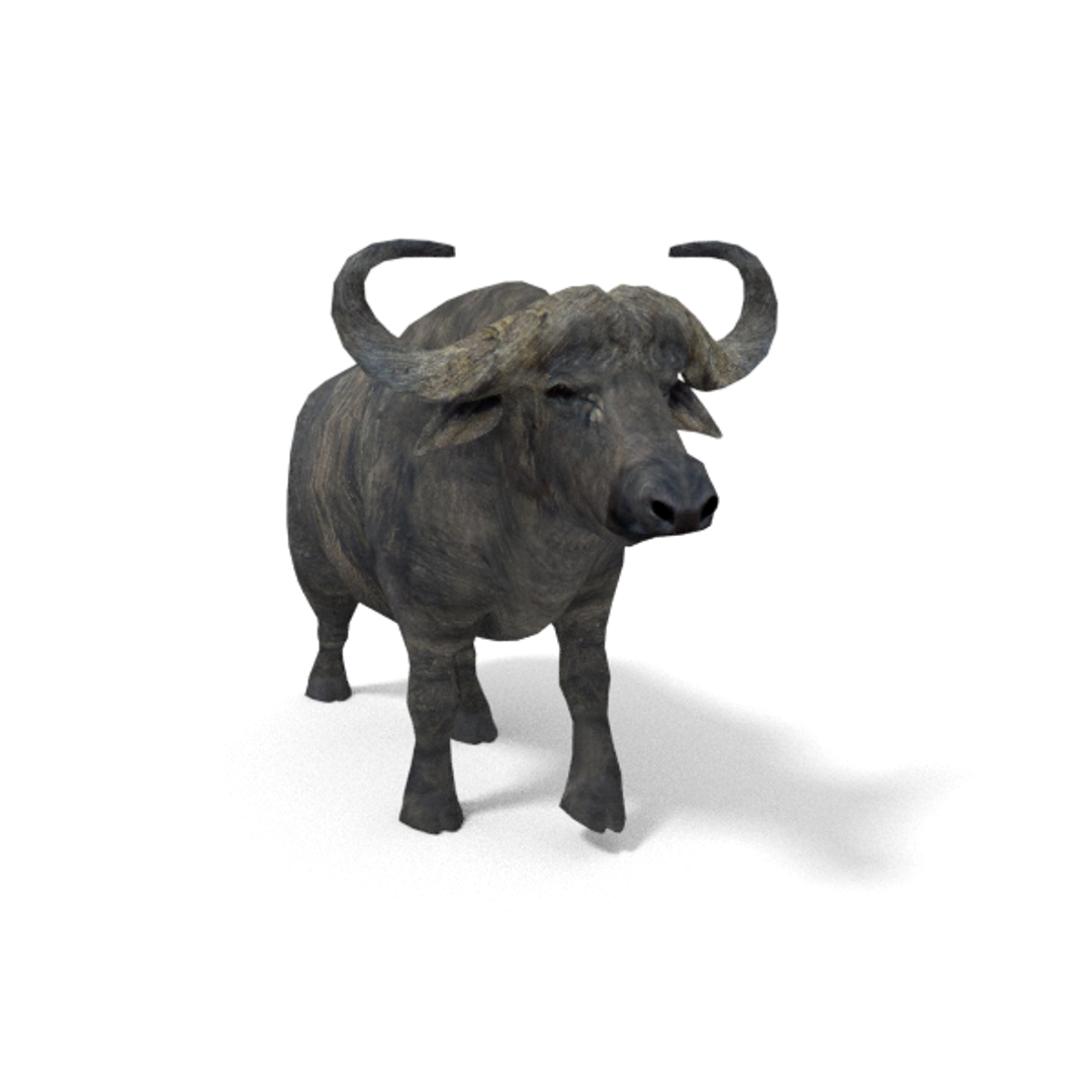 3d Model African Buffalo