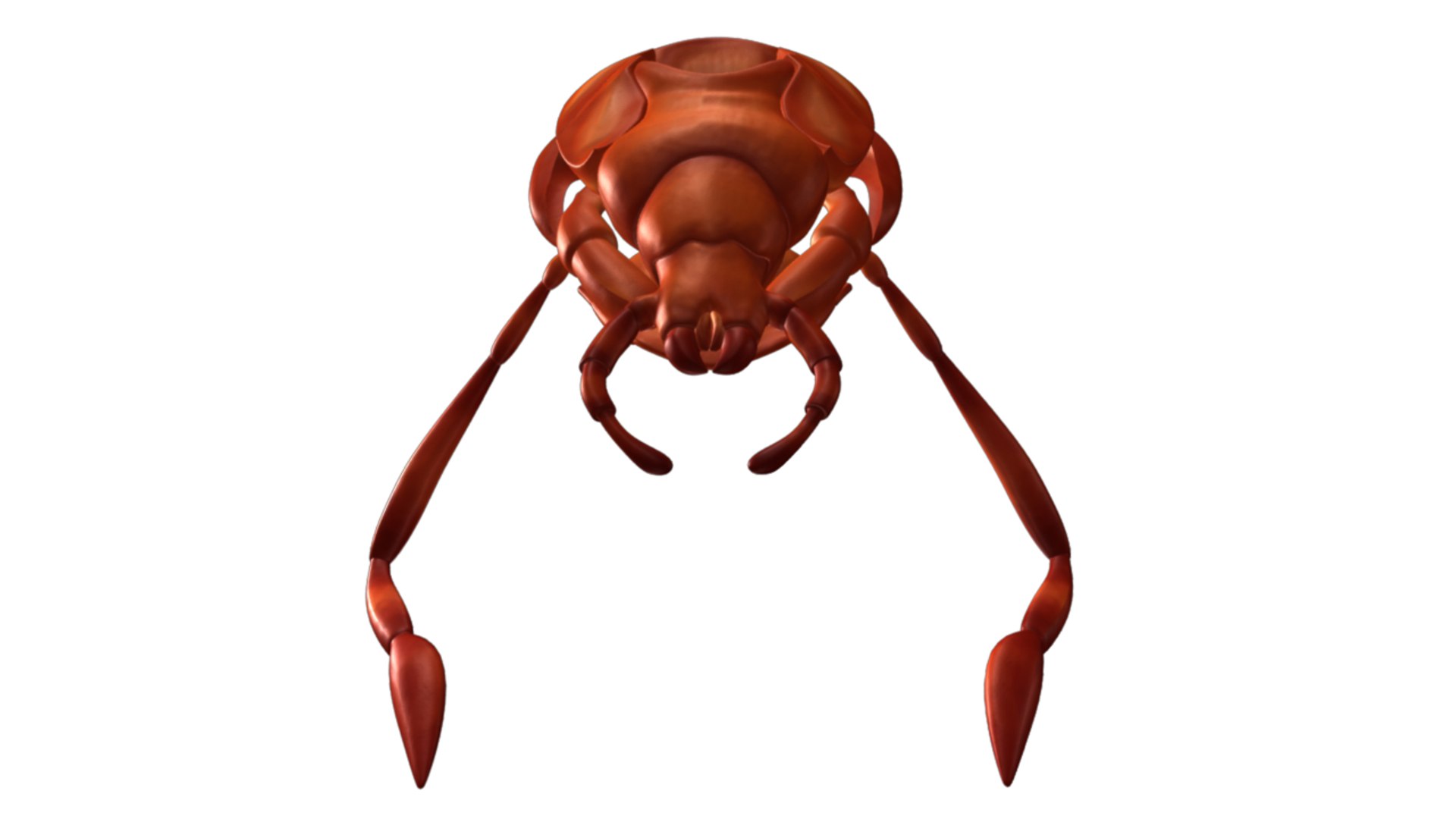 3d Model Mouth Parts Cockroach