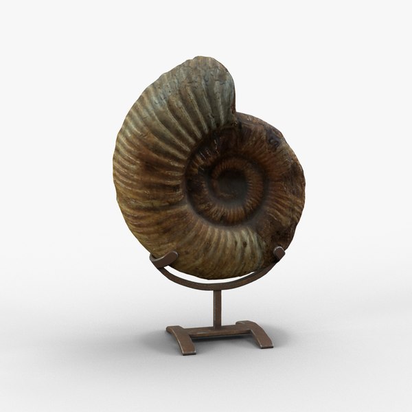 Ammonite 3D Models for Download | TurboSquid