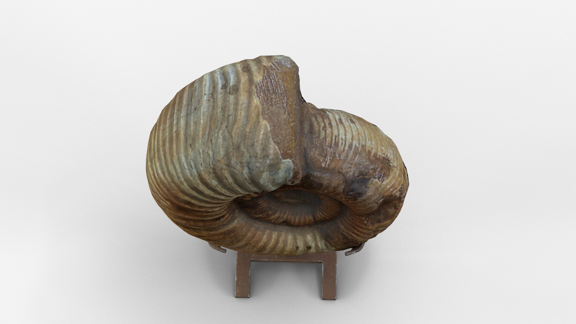 3D Ammonite On Stand 3d Model - TurboSquid 1927485