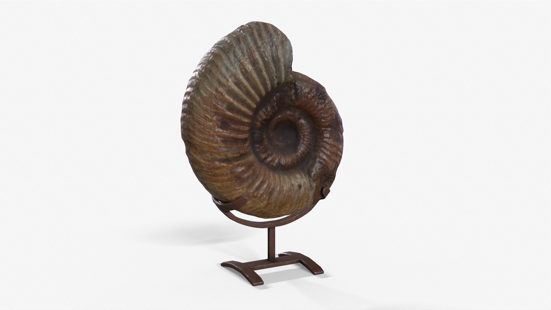 3D Ammonite On Stand 3d Model - TurboSquid 1927485