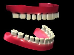 Free 3D Teeth Models - Available For Download On TurboSquid
