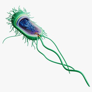 3D Prokaryote Models | TurboSquid