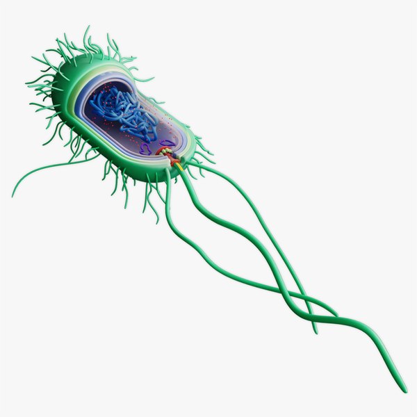 modelo 3d Anatomía de las células bacterianas procarióticas ...