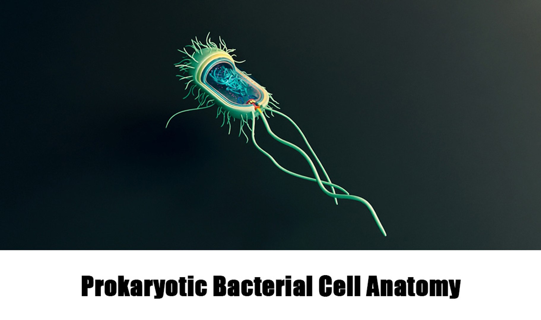Prokaryotic Bacterial Cell Anatomy 3D Model - TurboSquid 1987923