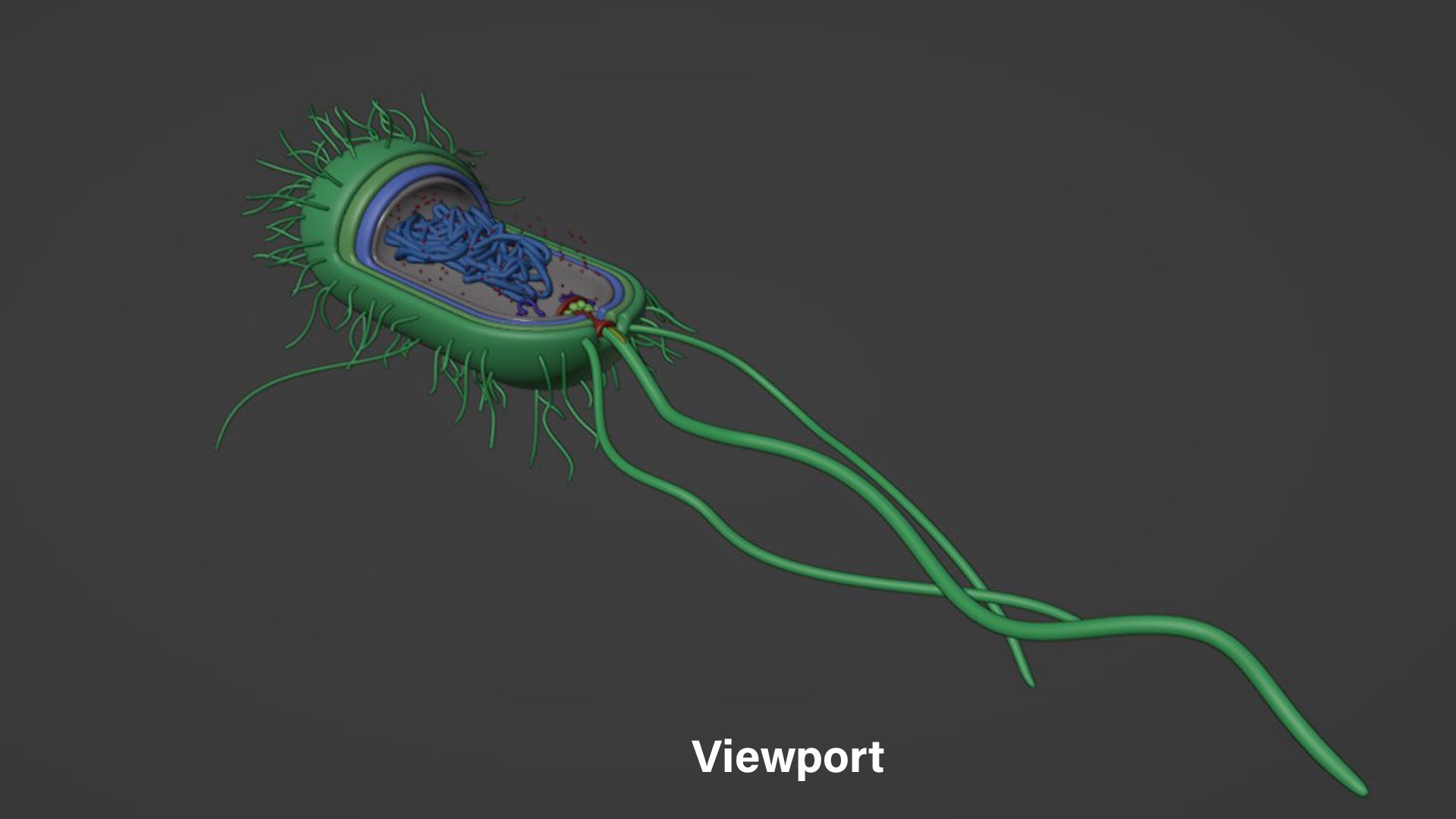 Prokaryotic Bacterial Cell Anatomy 3D Model - TurboSquid 1987923