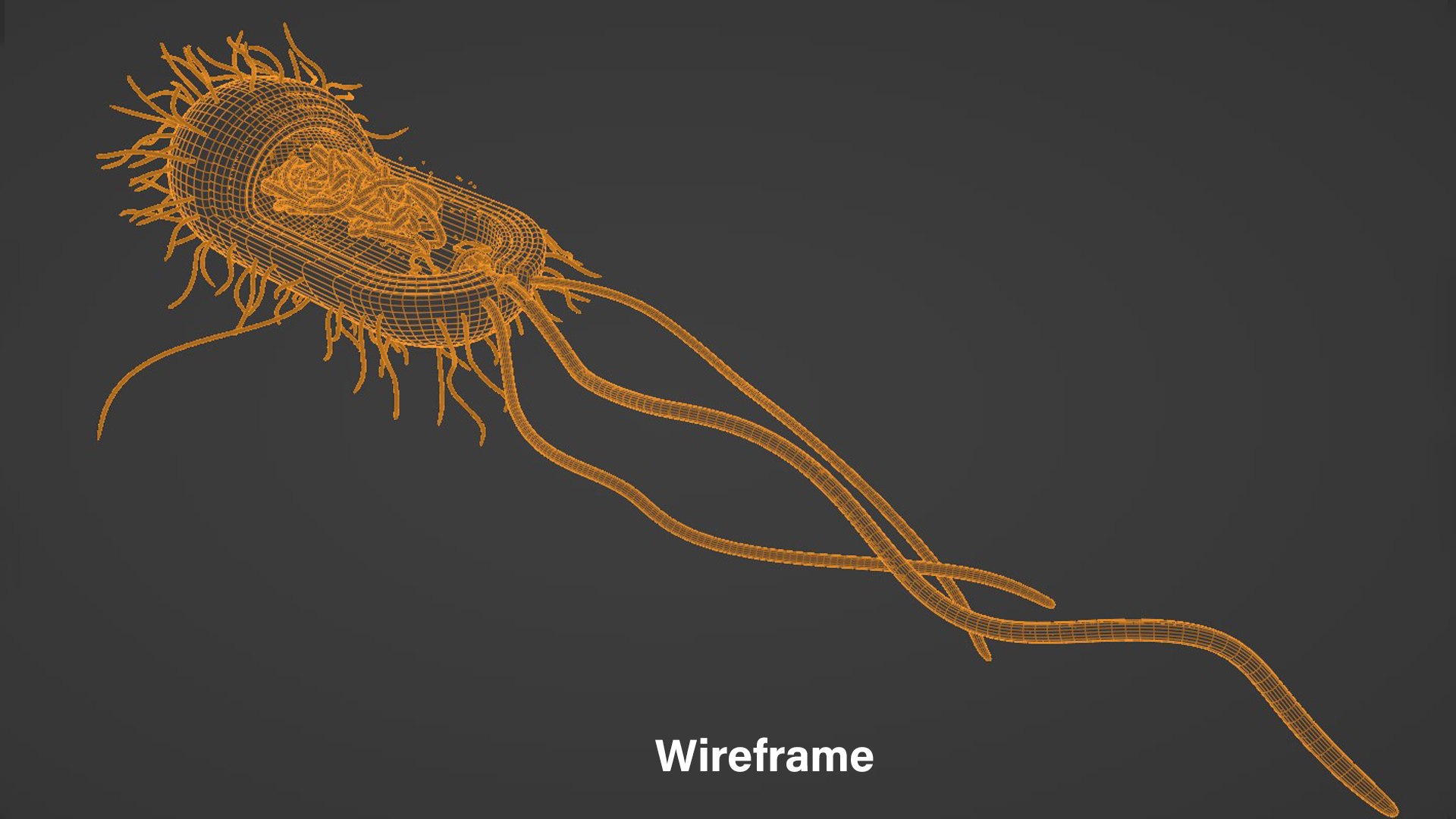 Prokaryotic Bacterial Cell Anatomy 3D Model - TurboSquid 1987923