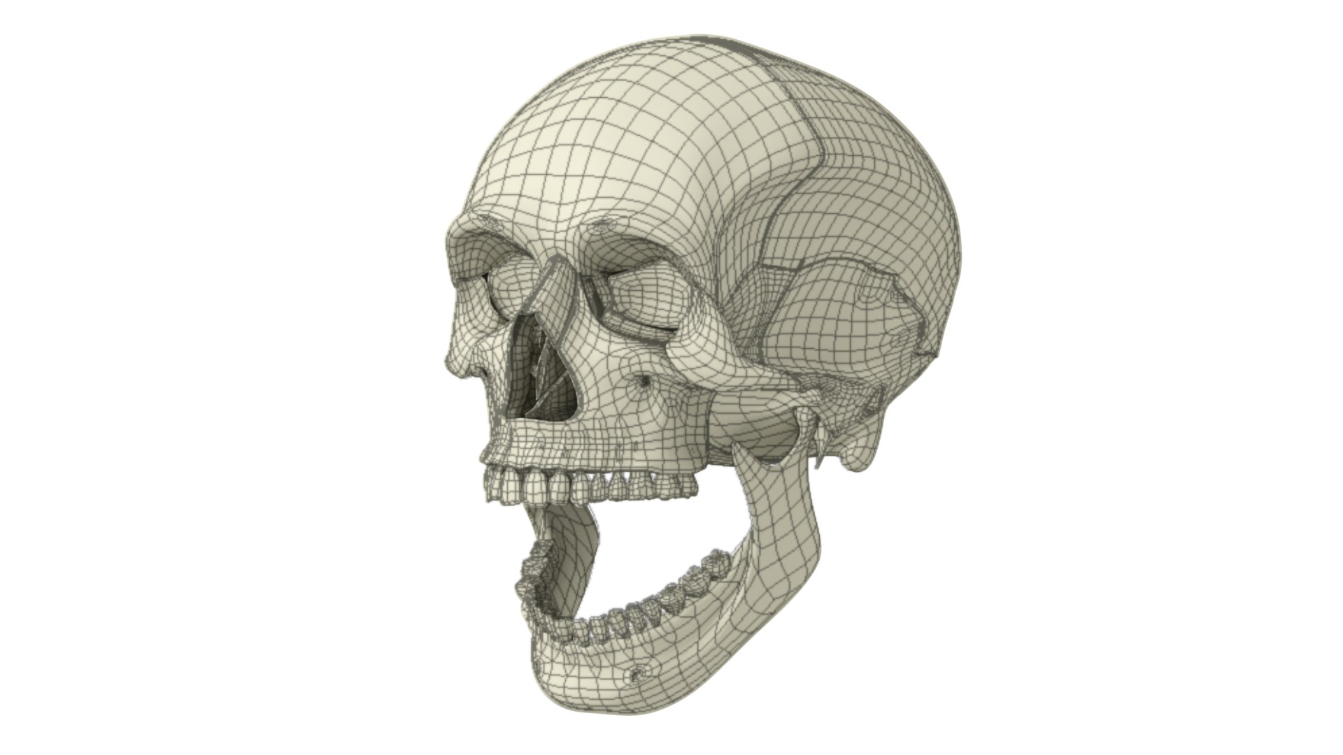 human skull 3d model