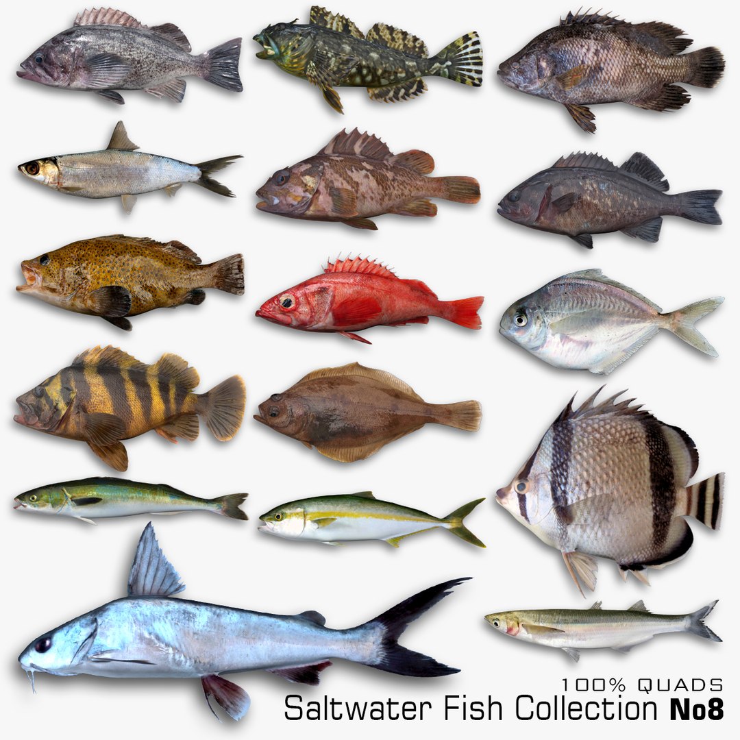 3D model Saltwater Fish Collection 8 - TurboSquid 1831738