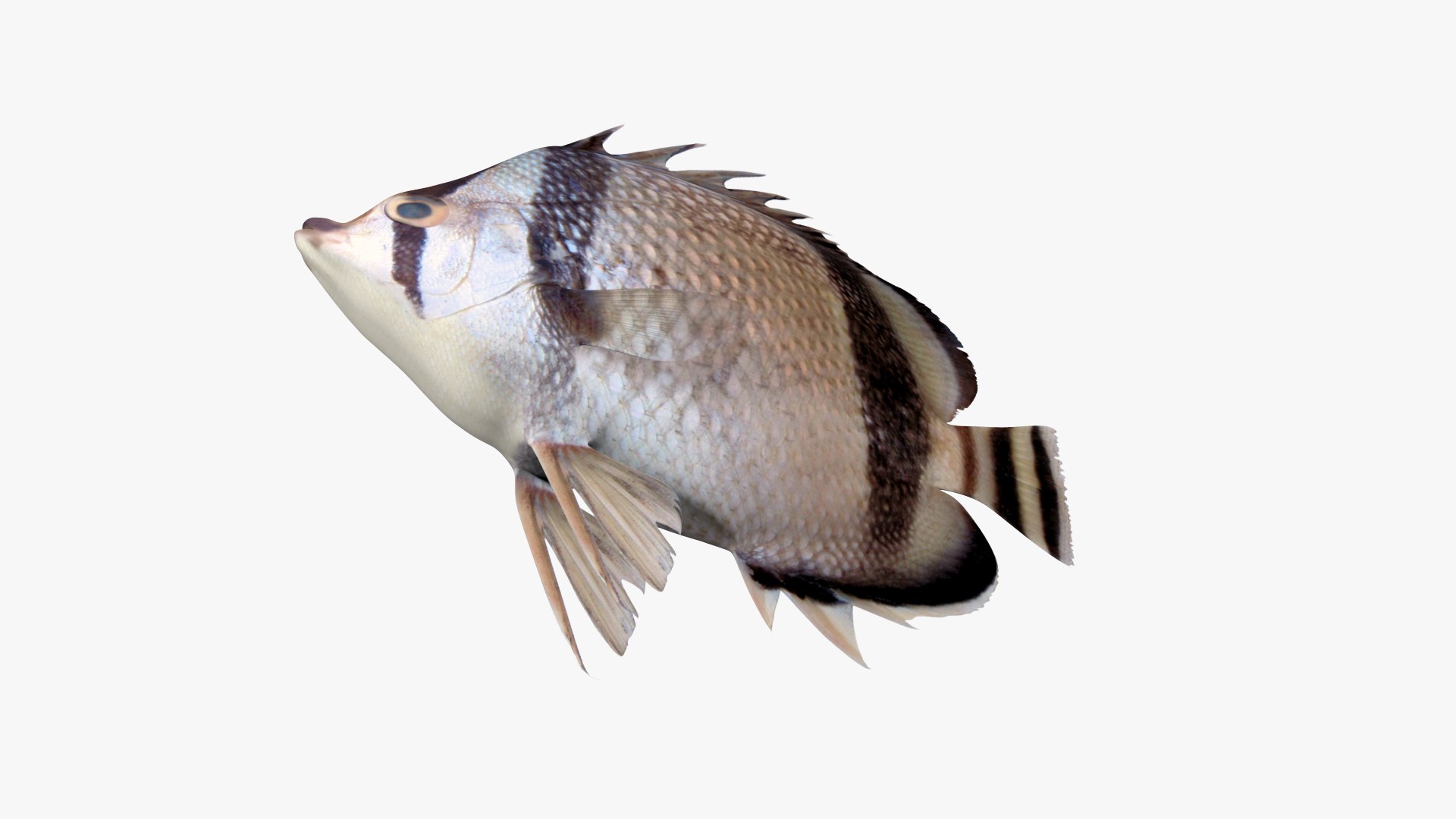 3D model Saltwater Fish Collection 8 - TurboSquid 1831738