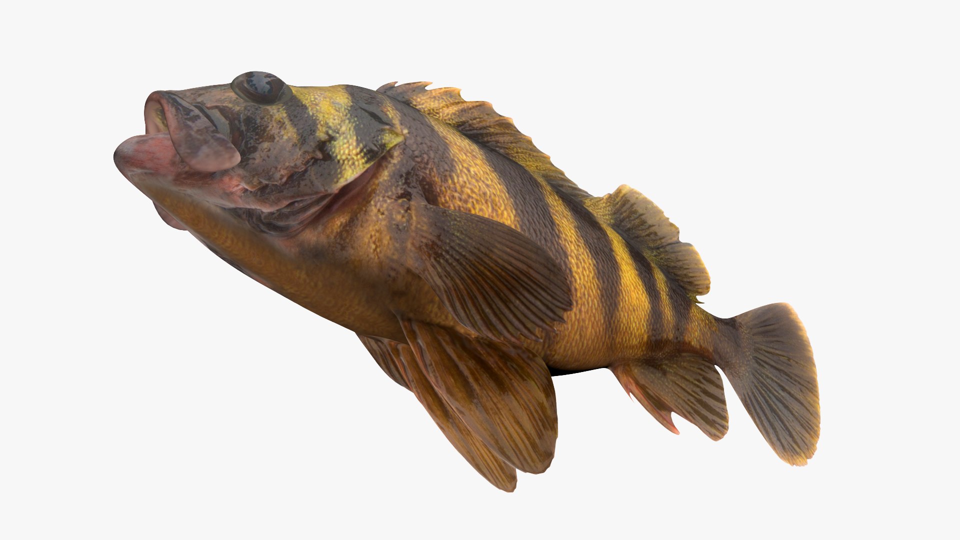 3D model Saltwater Fish Collection 8 - TurboSquid 1831738