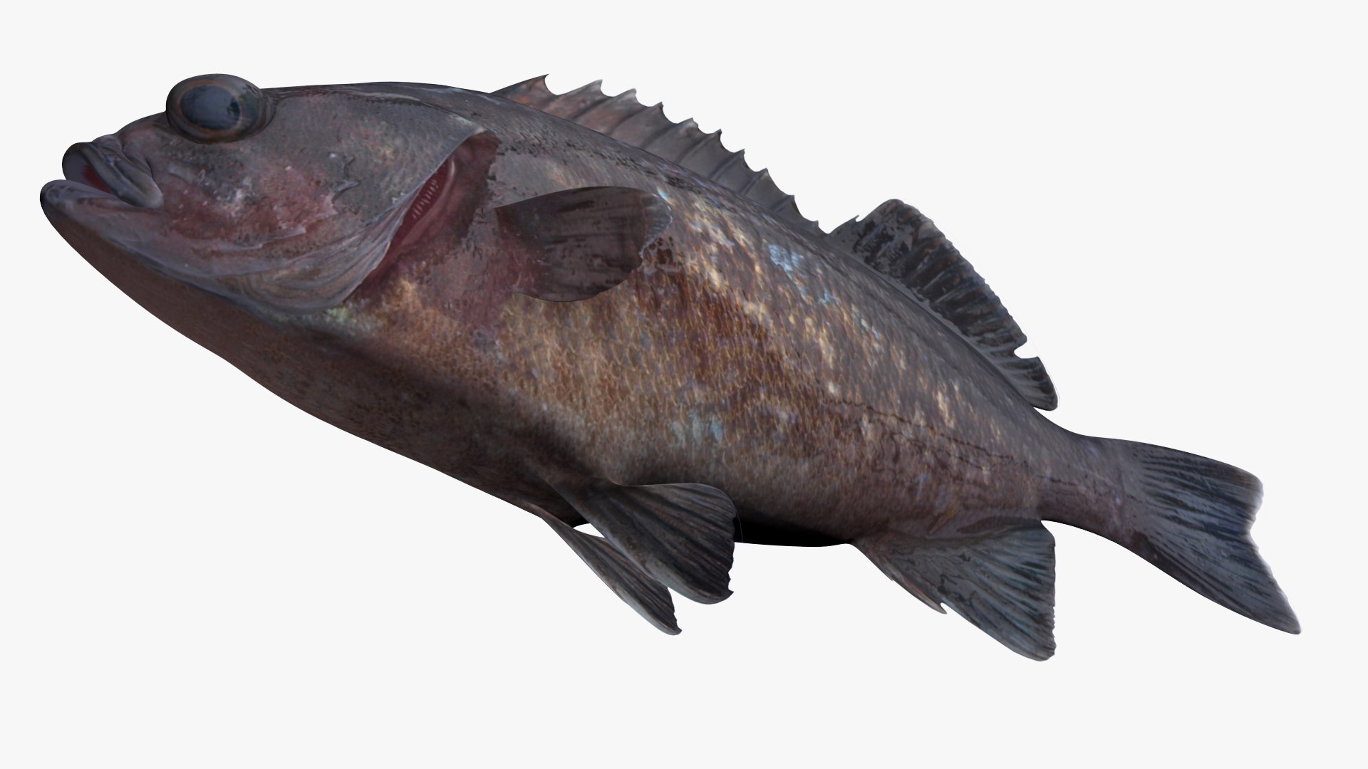 3D model Saltwater Fish Collection 8 - TurboSquid 1831738
