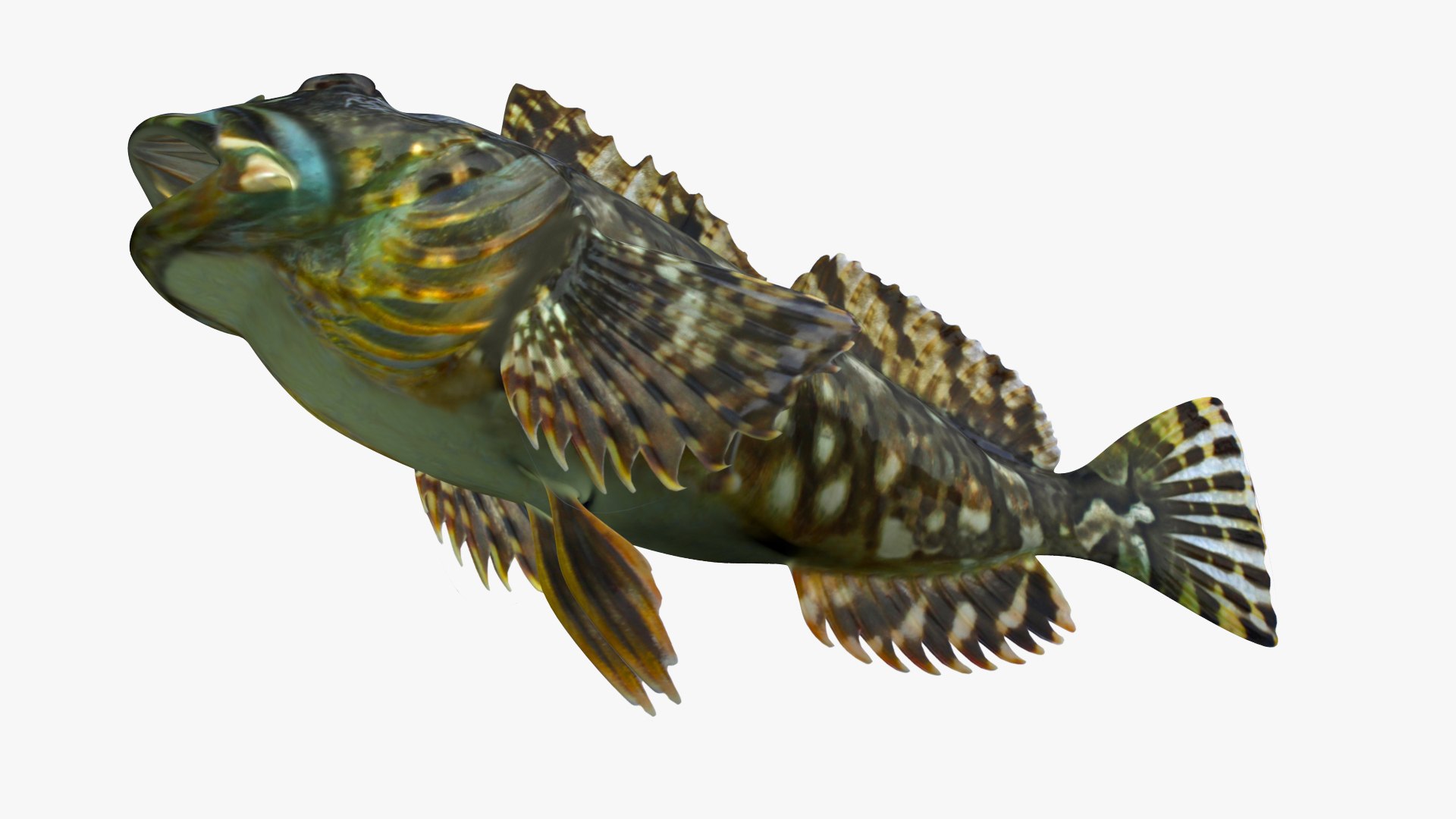 3D model Saltwater Fish Collection 8 - TurboSquid 1831738
