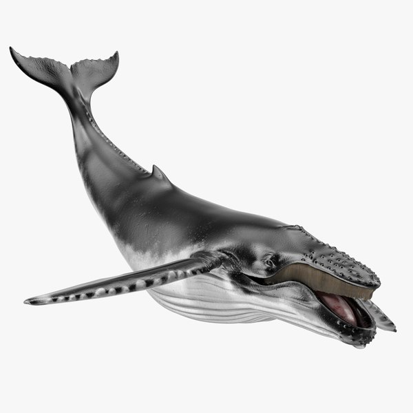 modelo 3d Ballena jorobada realista con aparejo - TurboSquid 2271112