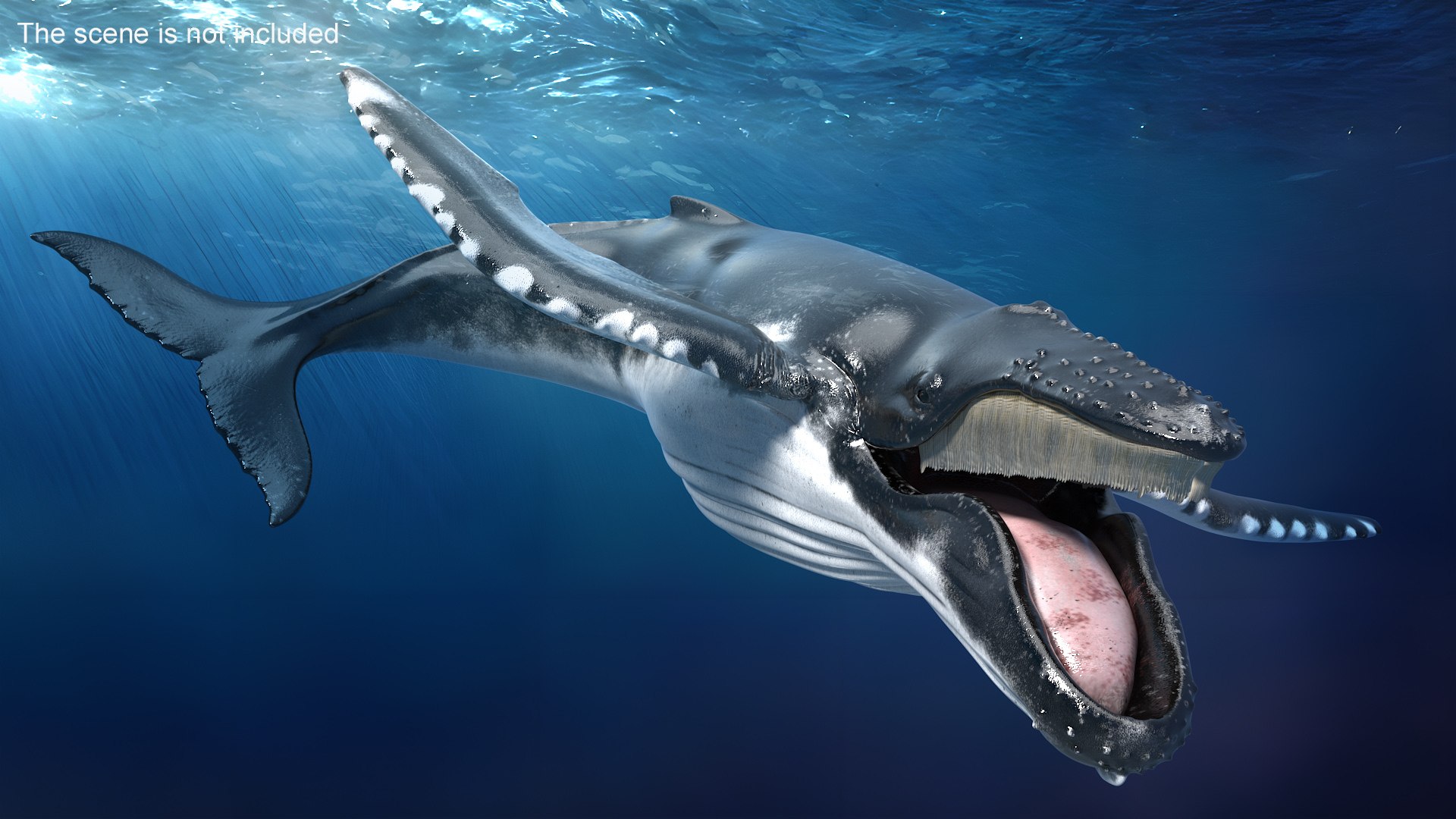 Realistic Humpback Whale Rigged 3D Model - TurboSquid 2271112