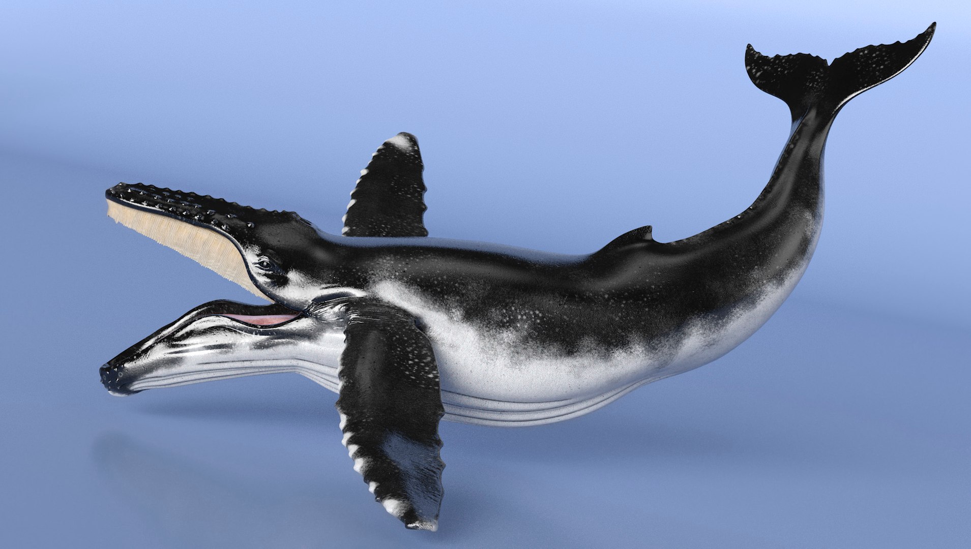 Realistic Humpback Whale Rigged 3D Model - TurboSquid 2271112