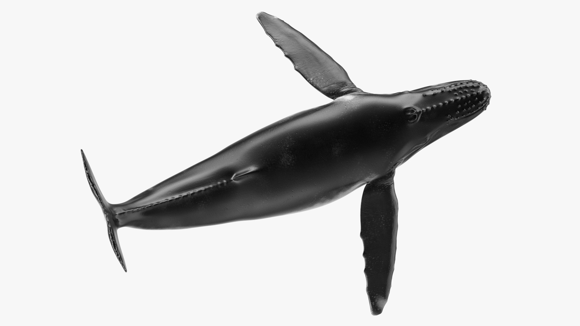 Realistic Humpback Whale Rigged 3D Model - TurboSquid 2271112
