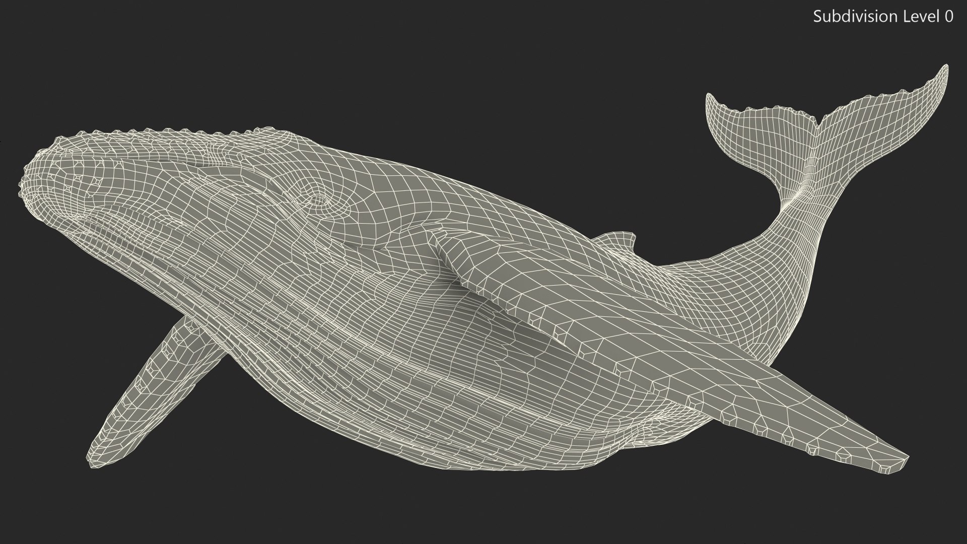 Realistic Humpback Whale Rigged 3D Model - TurboSquid 2271112