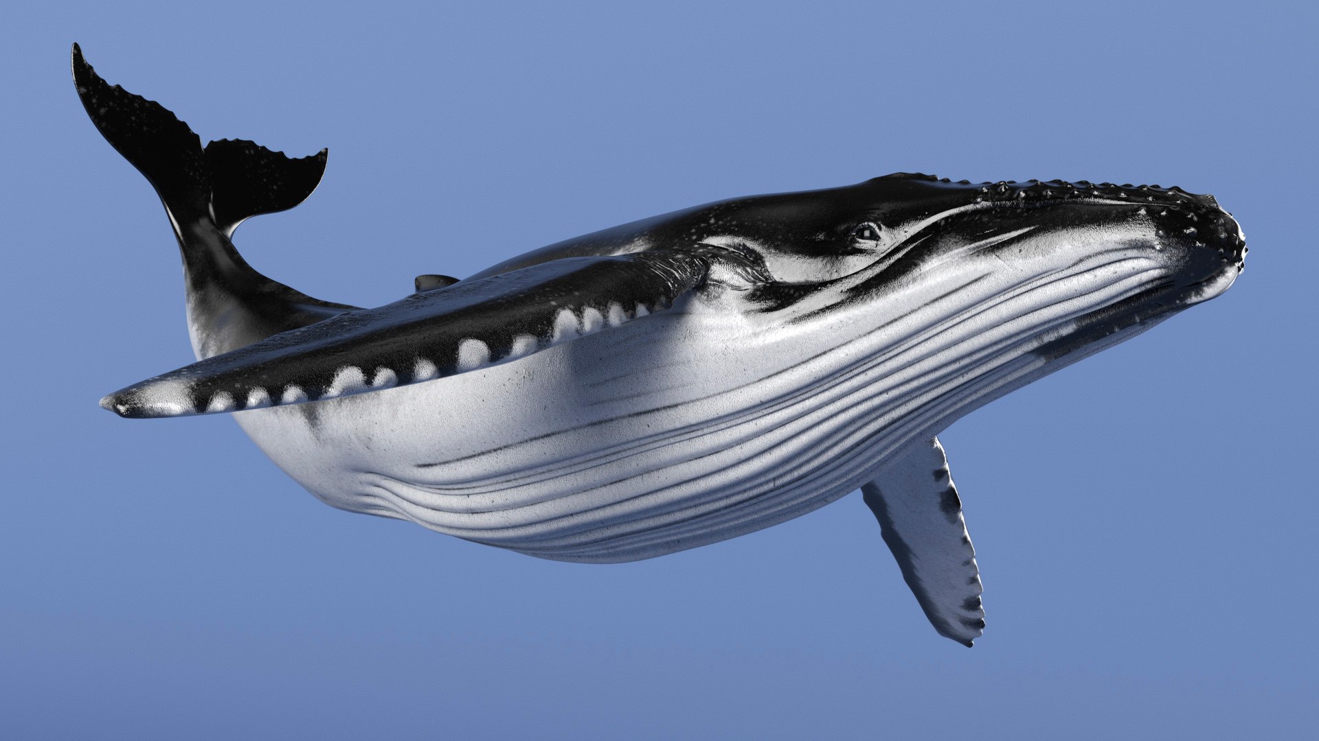 Realistic Humpback Whale Rigged 3D Model - TurboSquid 2271112