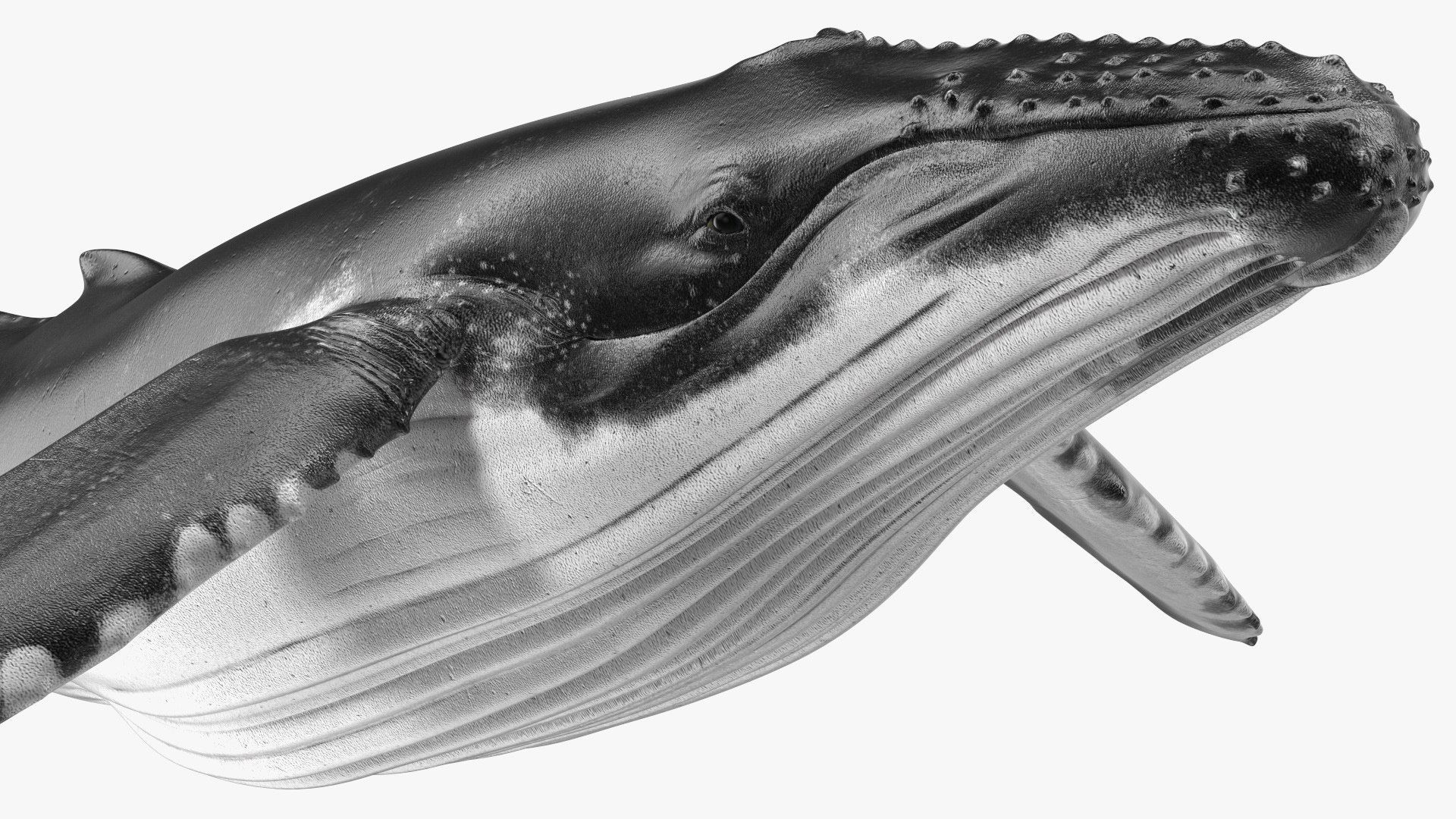 Realistic Humpback Whale Rigged 3D Model - TurboSquid 2271112