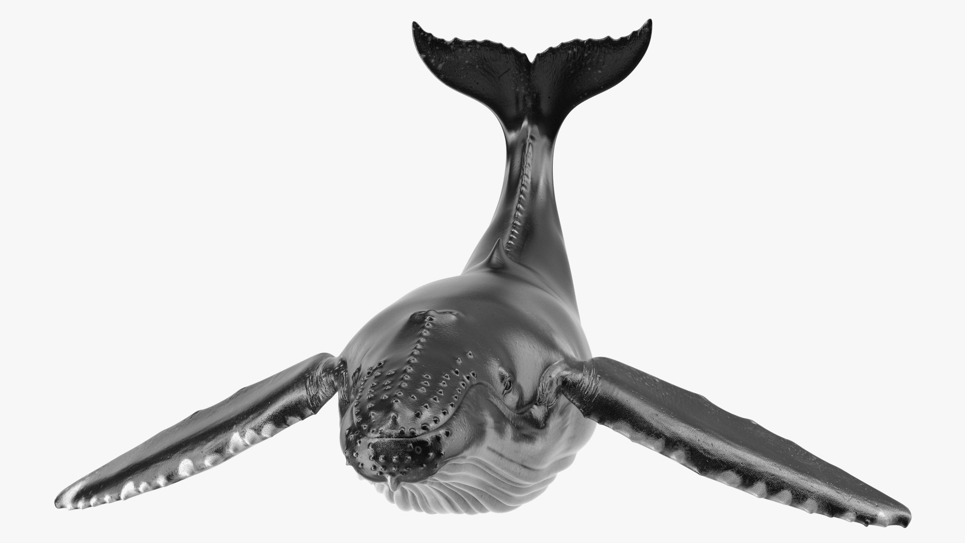 Realistic Humpback Whale Rigged 3D Model - TurboSquid 2271112