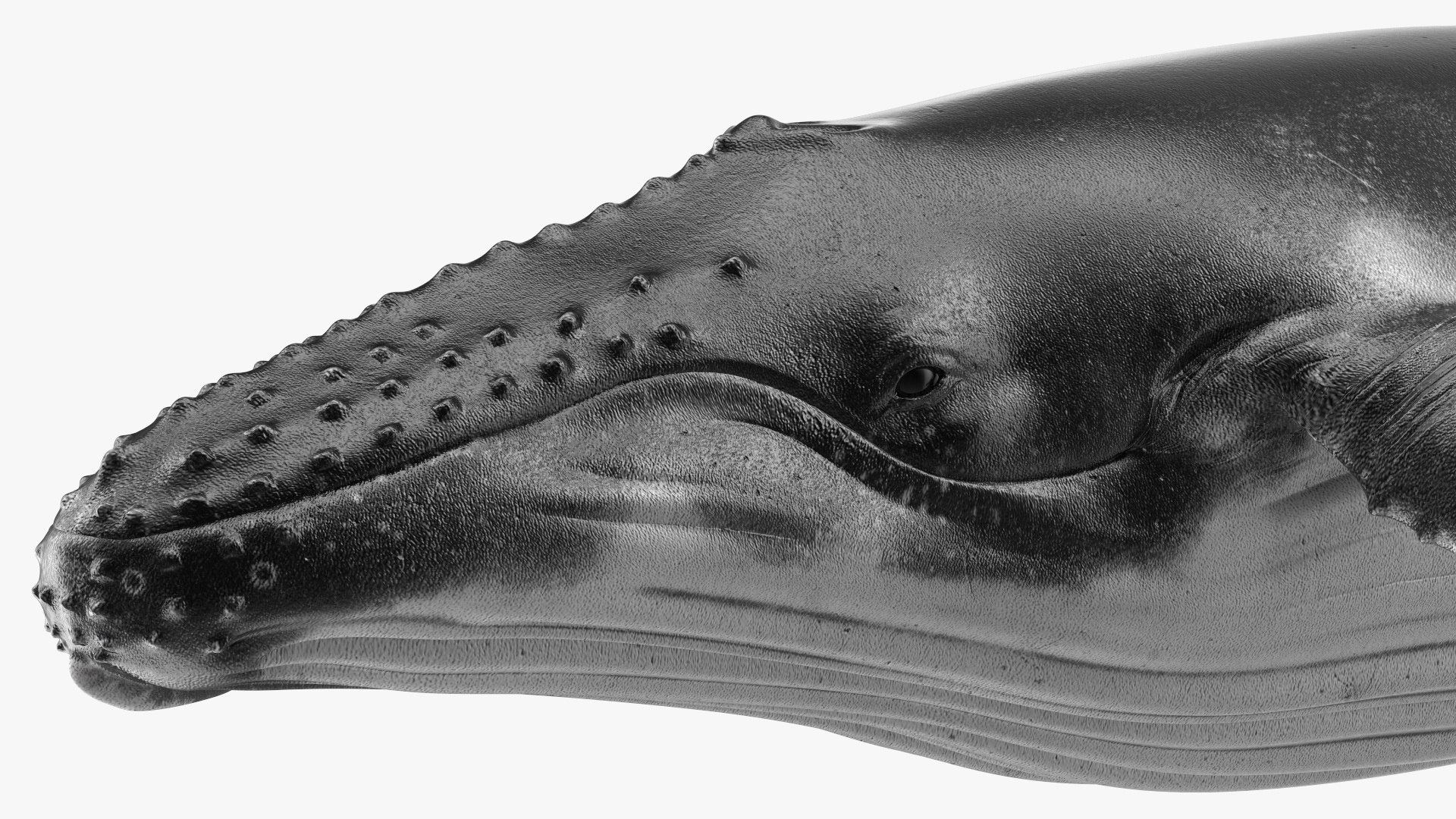 Realistic Humpback Whale Rigged 3D Model - TurboSquid 2271112