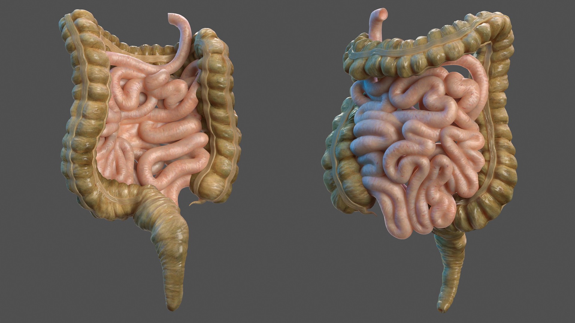 3D human small inestines colon model - TurboSquid 1469288