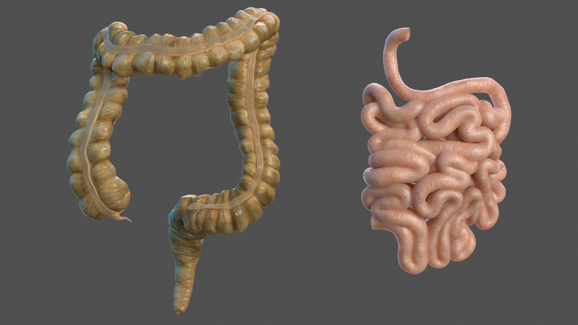 3D human small inestines colon model - TurboSquid 1469288