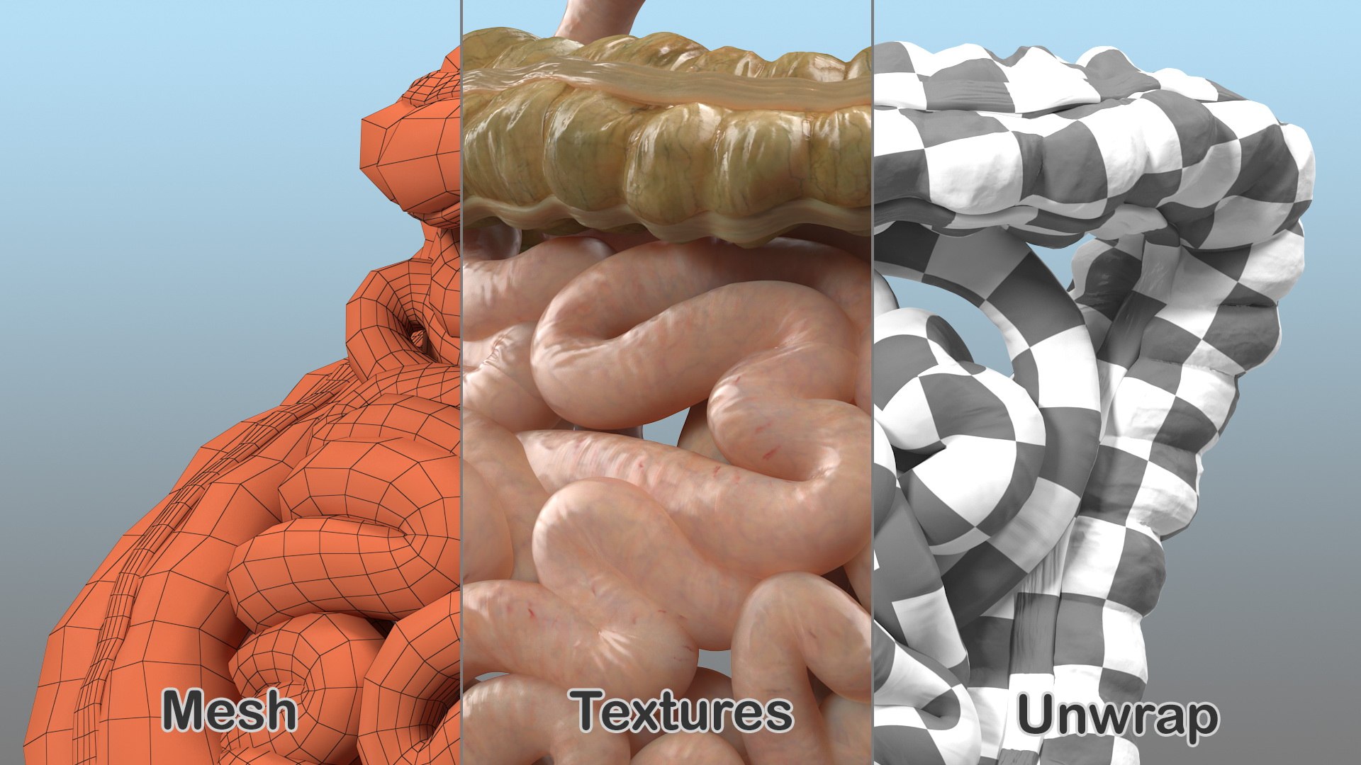 3D human small inestines colon model - TurboSquid 1469288