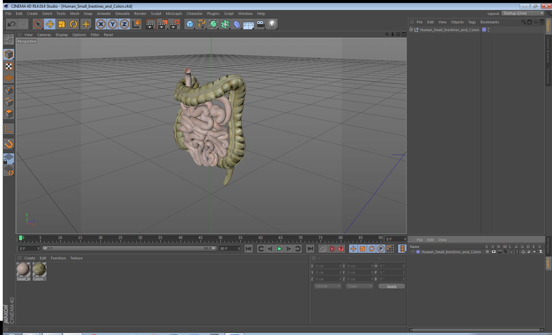 3D human small inestines colon model - TurboSquid 1469288