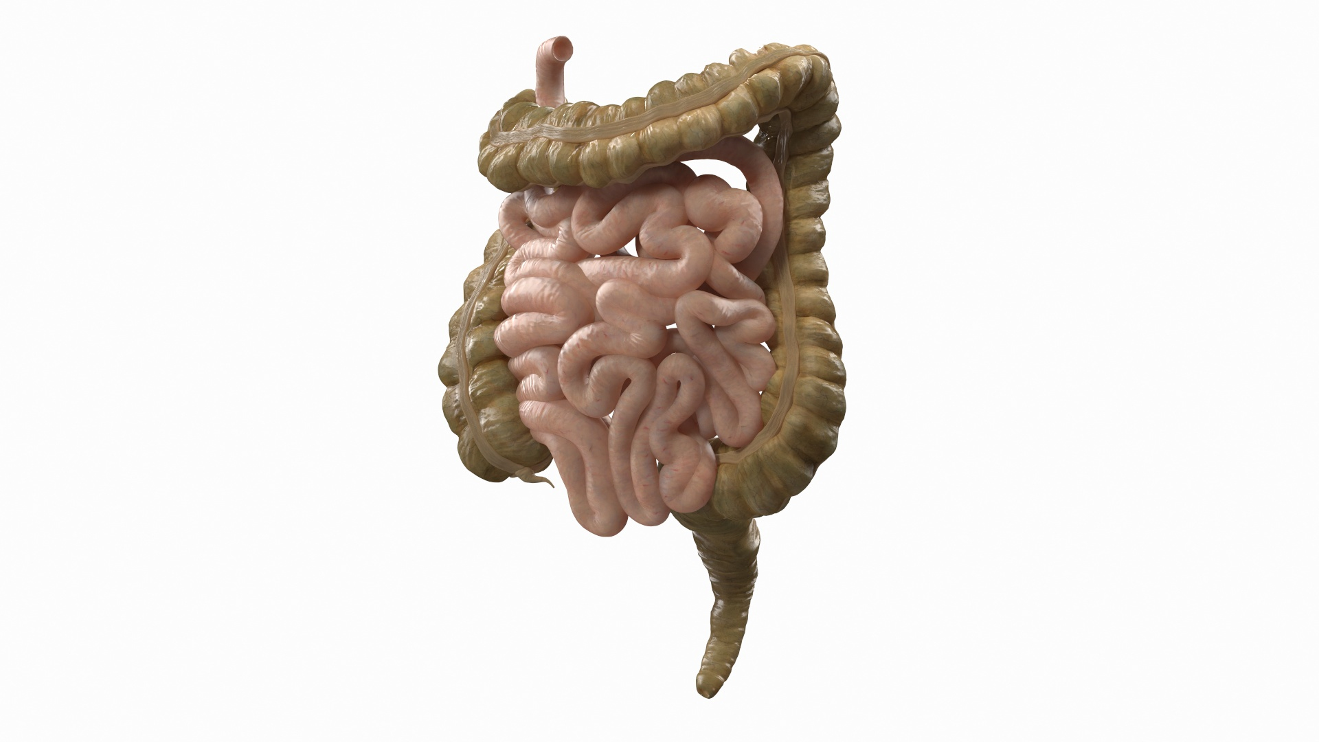 3D human small inestines colon model - TurboSquid 1469288