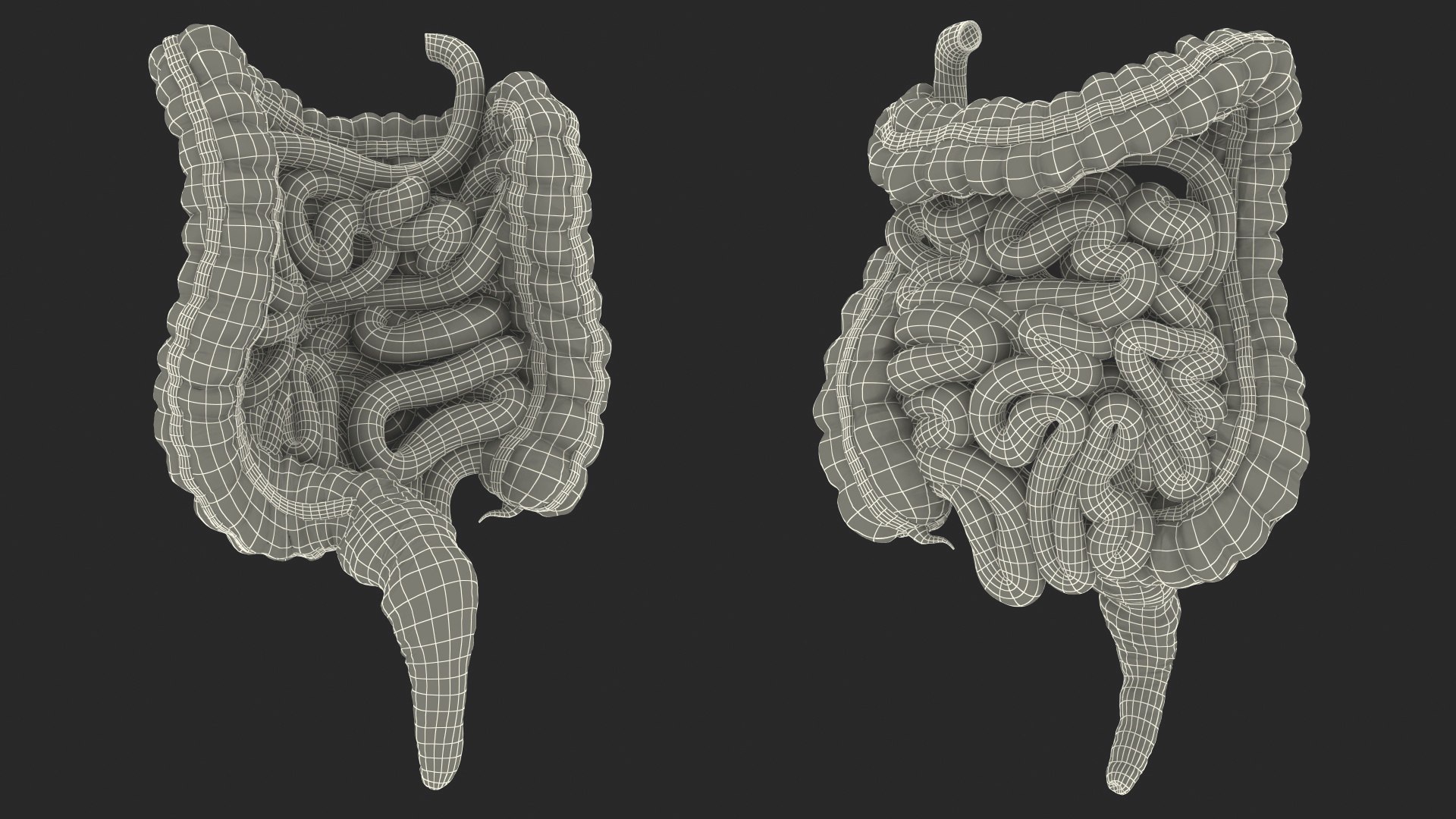 3D human small inestines colon model - TurboSquid 1469288