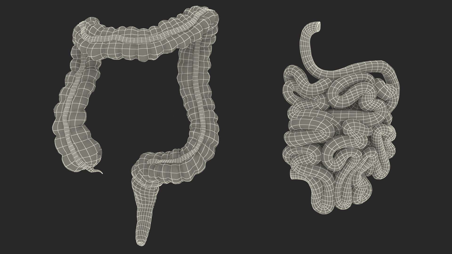 3D human small inestines colon model - TurboSquid 1469288